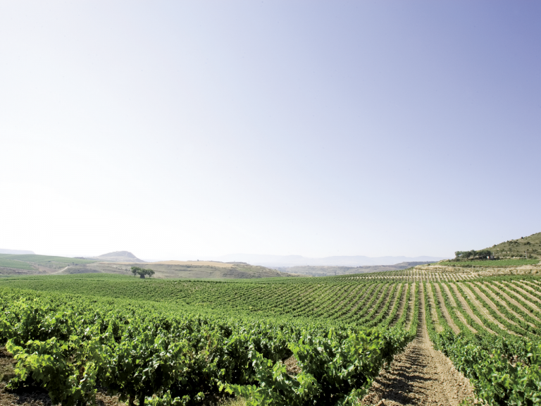 WineCo Venta de Vinos y Licores del Mundo en Colombia